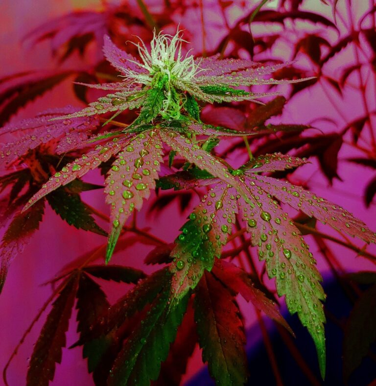 Growing Cannabis In Spain Cannabis Culture In Spain